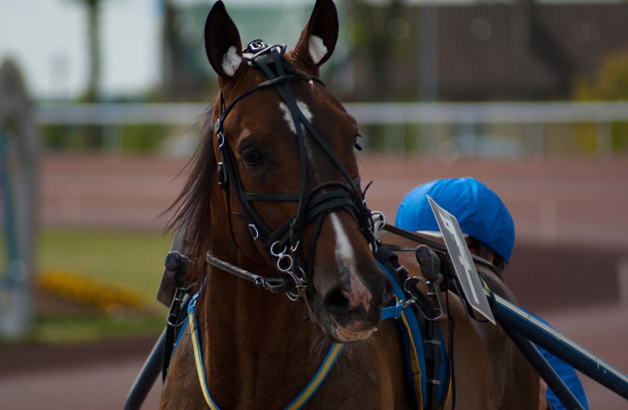 Course hippique du jour, Quinté+, Quinté de demain - Prono Jo